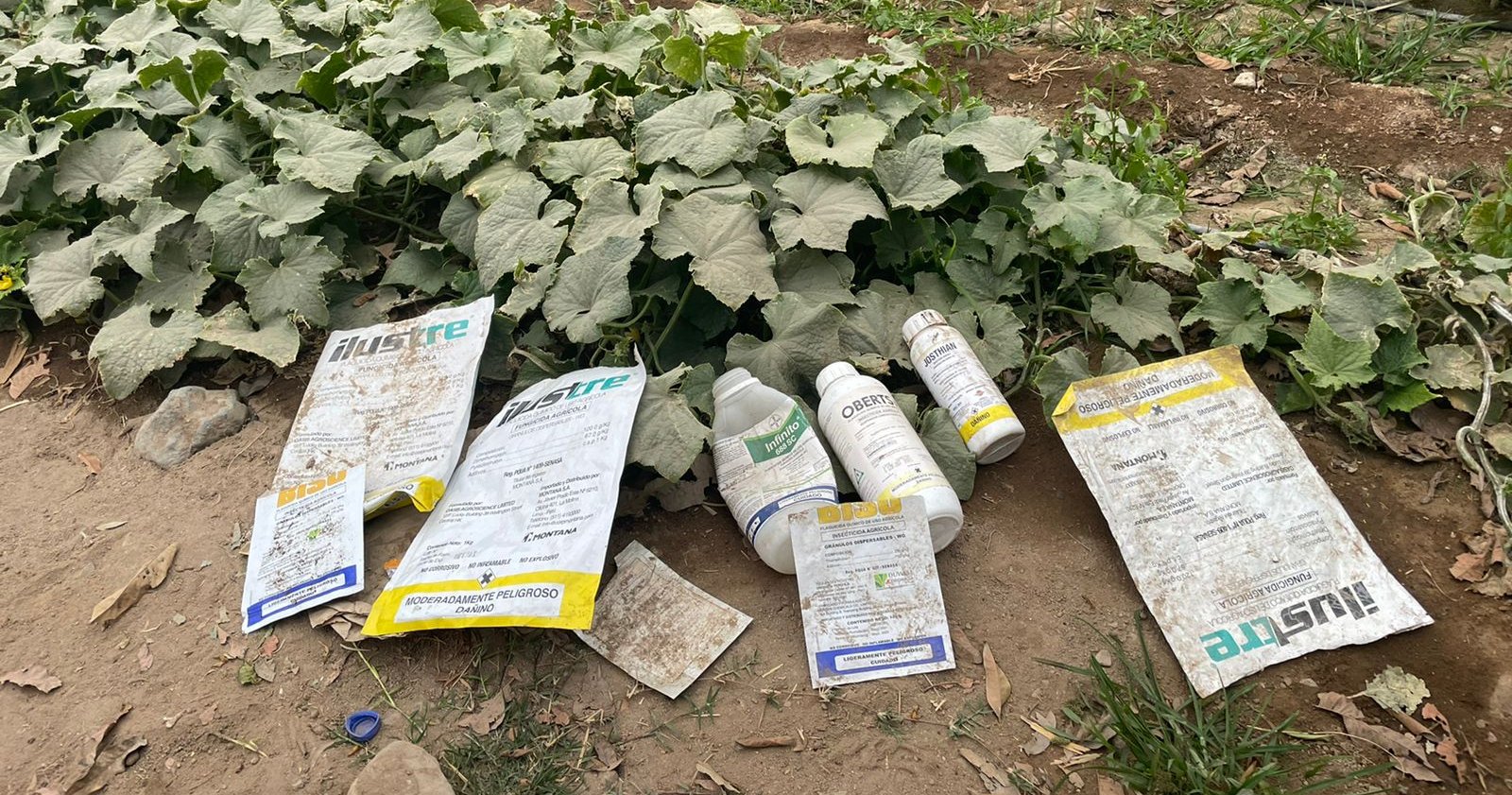 Presentan proyecto de ley para prohibir el uso de plaguicidas muy ...